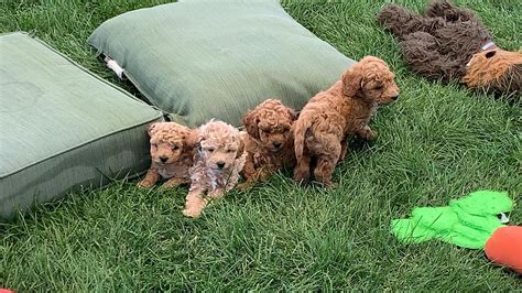 Mini Golden Doodle And Cavapoo Puppies Artofit