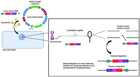 Schematic Representation Of The Crispr Cas9 Guided Knockout Of Nkx2 5