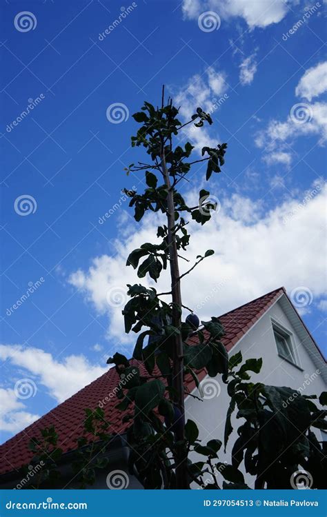 Columnar Plum Prunus Domestica Aroma Spur With Fruits Grows In August Berlin Germany Stock