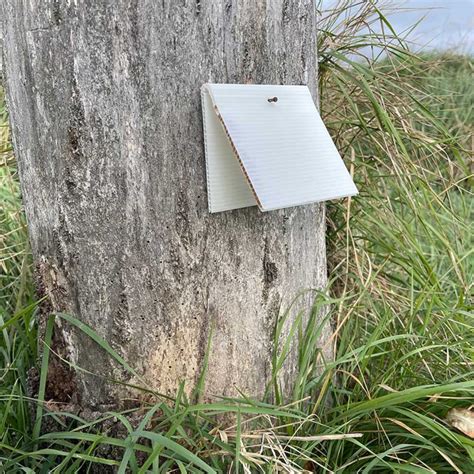 Chew Cards High Density