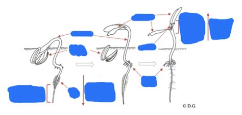 Germination Data Analysis And Scientific Reviews Flashcards Quizlet