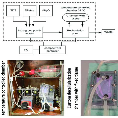 Schematic Image Of The Decellularization System Top And Its Download Scientific Diagram