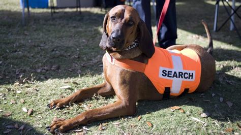 Top Dog Breeds For Search And Rescue Work Dogtime