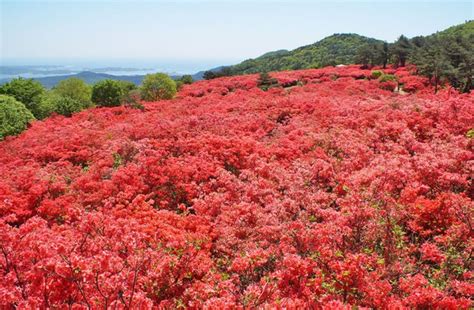 日本一のつつじの名所徳仙丈 公式気仙沼の観光情報サイト 気仙沼さ来てけらいん Natural landmarks Japan
