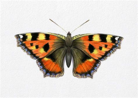 Tortoise Shell Painting At PaintingValley Com Explore Collection Of Tortoise Shell Painting