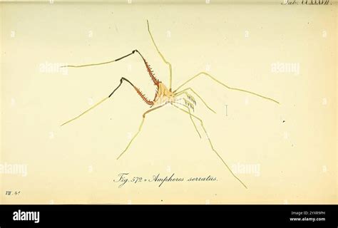 Die Arachniden Nürnberg In Der C H Zehschen Buchhandlung 1831 1848 Arachnida Arthropoda