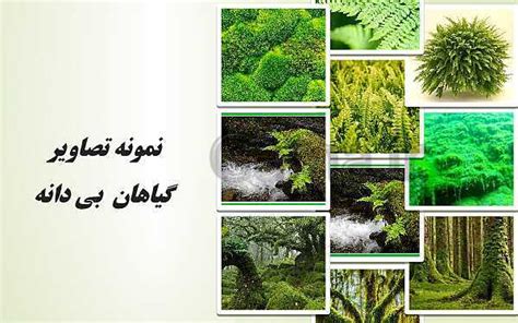 پاورپوینت علوم تجربی چهارم دبستان درس 12 گوناگونی گیاهان گاما