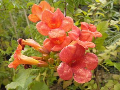 Campsis X Tagliabuana Madame Galen Bignone Jasmin De Virginie