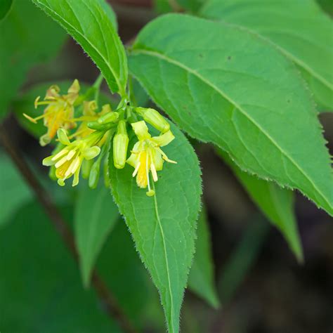 Lonicera Oblonolia Diervilla Lonicera Lonicera Canadensis