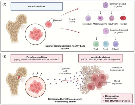 Inflammation Impact On Hematopoiesis Ab Hematopoietic Stem Cells