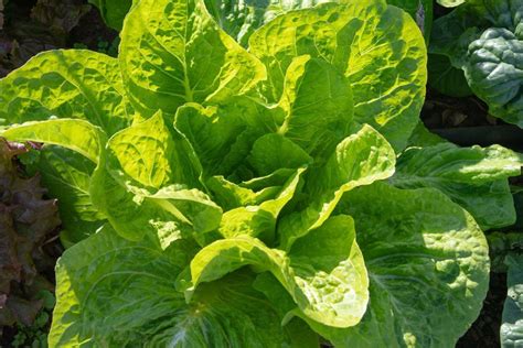 5 Ways To Prevent Powdery Mildew On Lettuce Plants