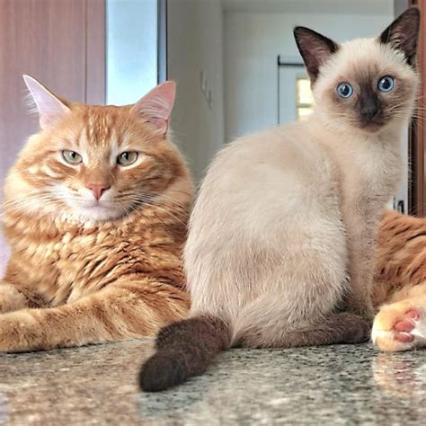 Omor And Babil Romori