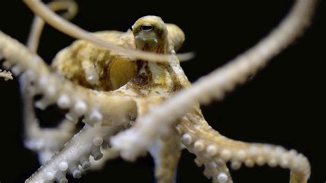 Octopus Squid And Cuttlefish Arms Evolved To ‘taste Different Compounds