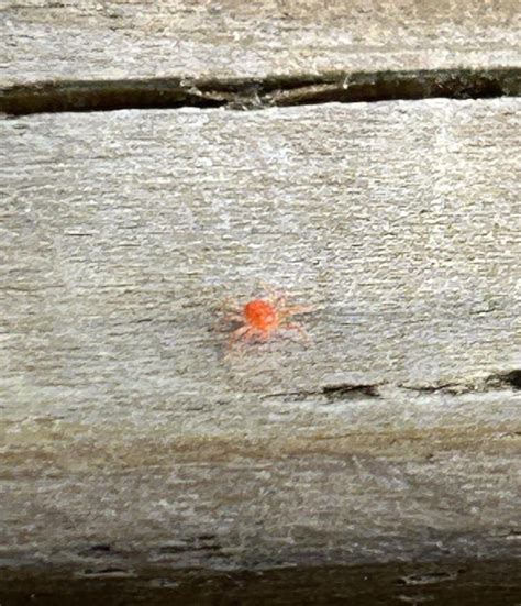 What Is This Orange Tiny Spider Thing R Whatsthisbug