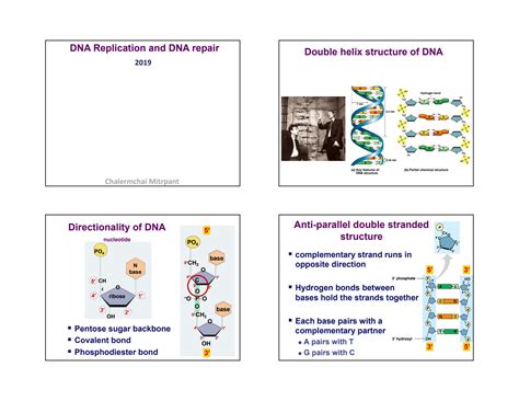 SOLUTION Dna Replication Dna Repair Handout Studypool