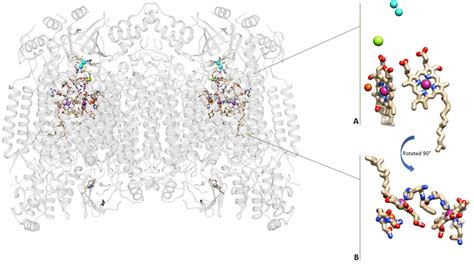 Cytochrome Oxidase Chemistry Libretexts
