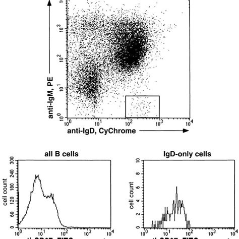 Fluorescence Analysis Of Igd Pb B Cell Subsets With Regard To The