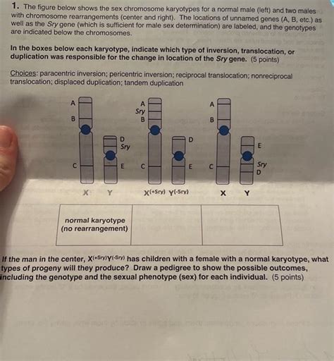 1 The Figure Below Shows The Sex Chromosome Chegg Com