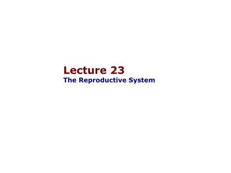 Ppt Lecture The Reproductive System Powerpoint Presentation Free Download Id