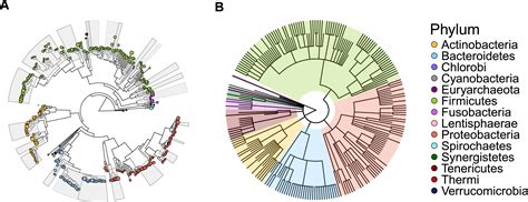 Constructing Phylogenetic Trees For Microbiome Data Analysis A Mini
