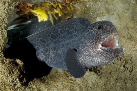 Wolf Eel Teeth Garryholo