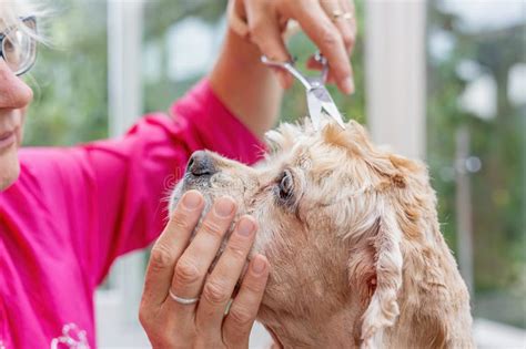 American Cocker Spaniel Is Being Cut Stock Image Image Of Care