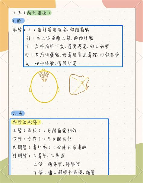 颅骨解剖：深入了解颅骨结构