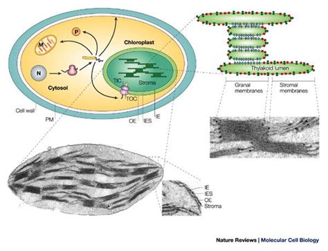 Thylakoid Membrane