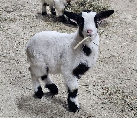 Mini Silky Fainting Goats For Sale — Racing For Home Farm