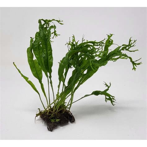 Coconut Bridge Java Fern Mini Universal Aquatics Tropical And Pond