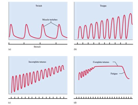 Temporal Summation Flashcards Quizlet