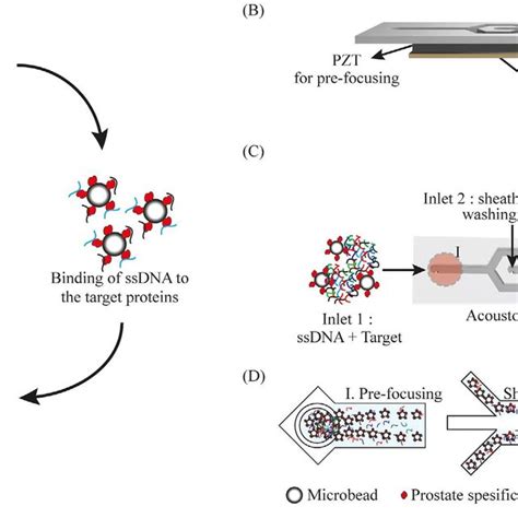 The Schematic Overview Of The Acoustophoretic Device And Selex A The Download Scientific