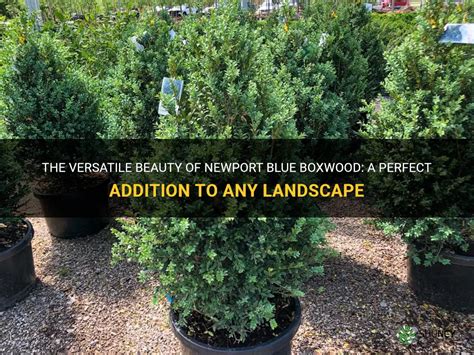 The Versatile Beauty Of Newport Blue Boxwood A Perfect Addition To Any