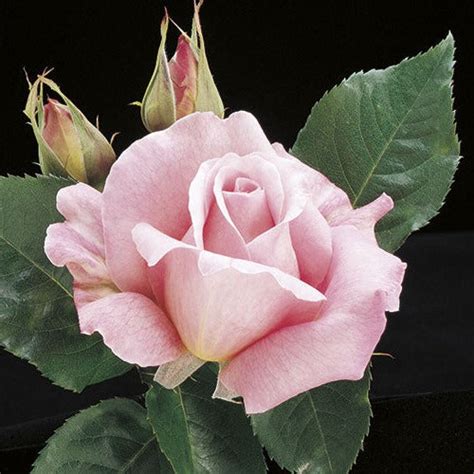 Tiffany Weeks Roses