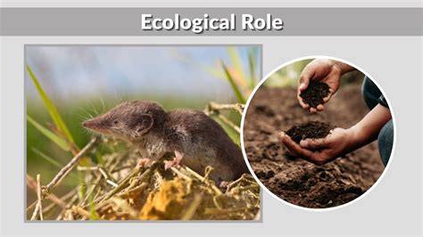 Northern Short Tailed Shrew Habitat Diet Behavior And Unique Facts
