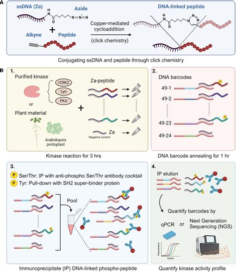 Dna Encoded Probe Based Assay For Profiling Plant Kinase Activities Pmc