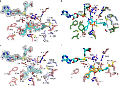 Crystal Structure Of The Lepi Pseudo Enzyme Substrate Complex And The Download Scientific