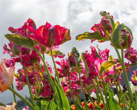 Tulip Red Wave Bulbs — Buy Online At Farmer Gracy Uk
