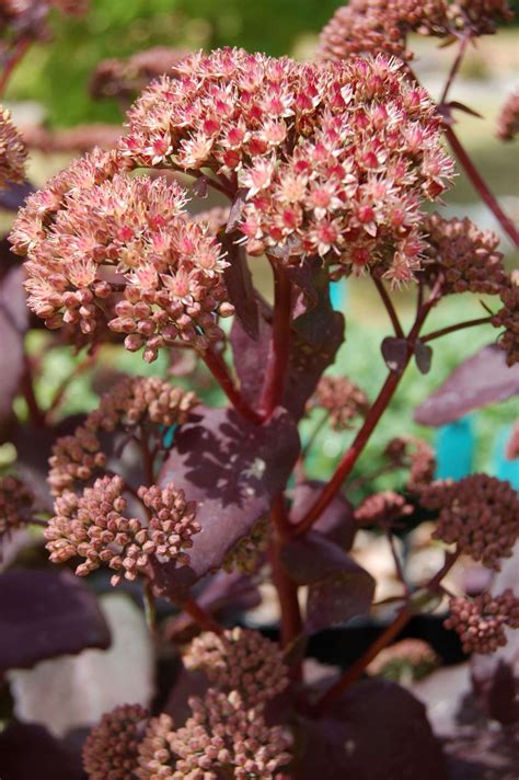Sedum Purple Emperorn Secret Garden Growers