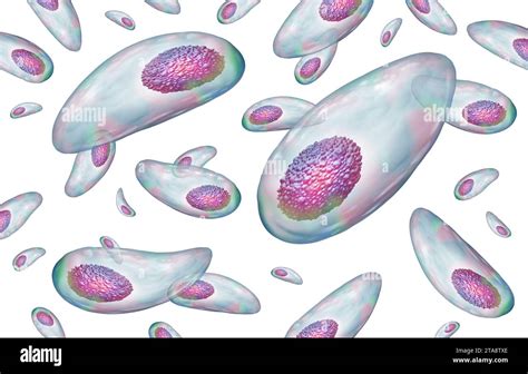 Ear Mites Under Microscope Toxoplasmosis Covid 19 In Gorillas