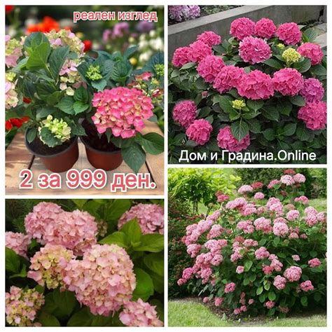 Дом 🌸 НАЈУБАВАТА ХОРТЕНЗИЈА РАСЦВЕТАНА 🌸 Разубавете ја вашата градина тераса ограда двор