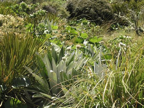 Celmisia O2 Landscapes