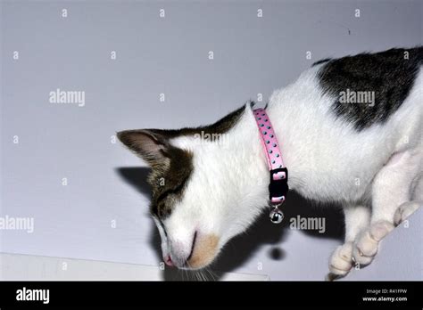 Domestic Tabby Cat Stock Photo Alamy