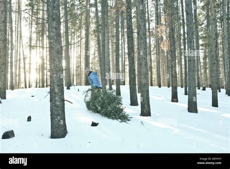 Man Dragging A Christmas Tree Through The Snow Hi Res Stock Photography