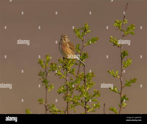 Linnet Hedge Hi Res Stock Photography And Images Alamy