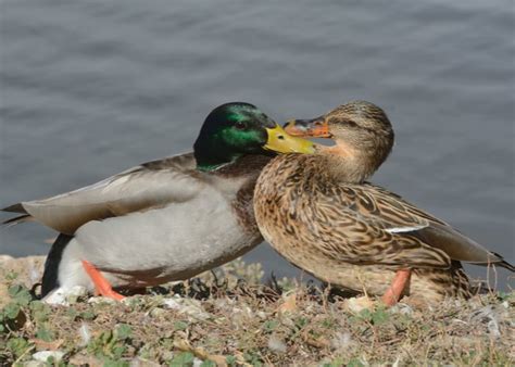 Why Do Ducks Bite Everything You Need To Know