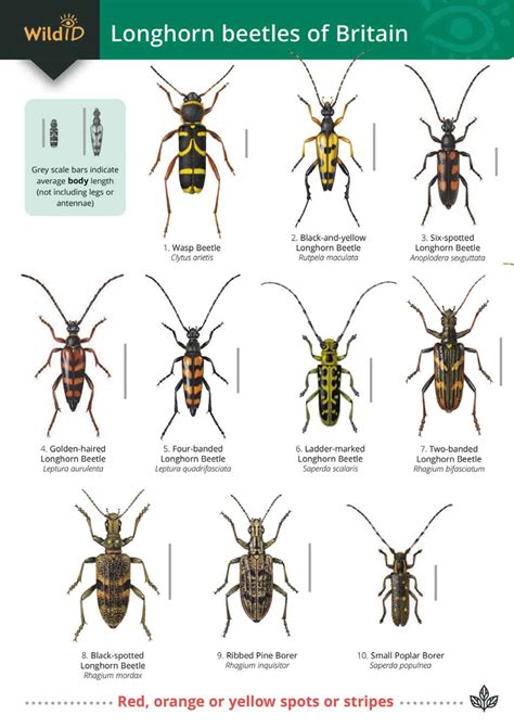 Beetles In Maine Identification At Phyllis Gordon Blog