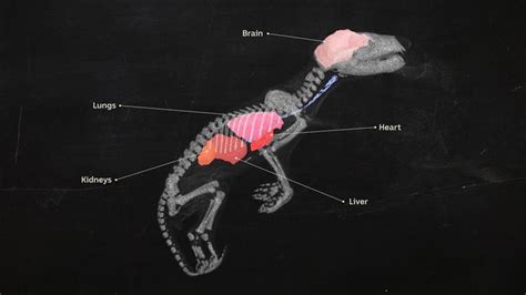 When Australian Scientists Almost Brought Back The Extinct Gastric