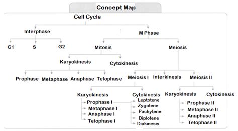 Cell Cycle Concept Map Mitosis
