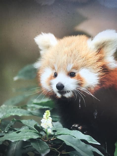 My Dream Finally Came True Real Life Raphtalia Scrolller